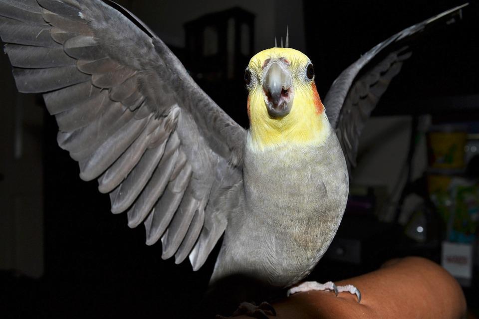 10 Possible Reasons Why Your Cockatiel Is Screaming - CaringForFeathers