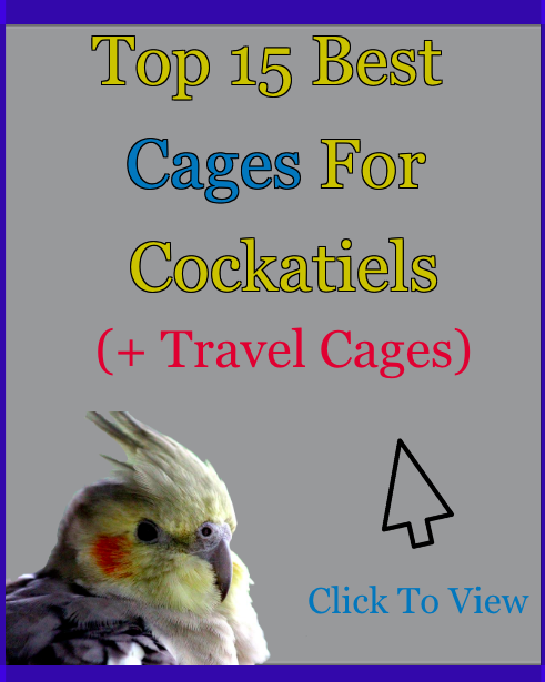 Cockatiel Poop: Identifying Healthy Vs Abnormal Droppings