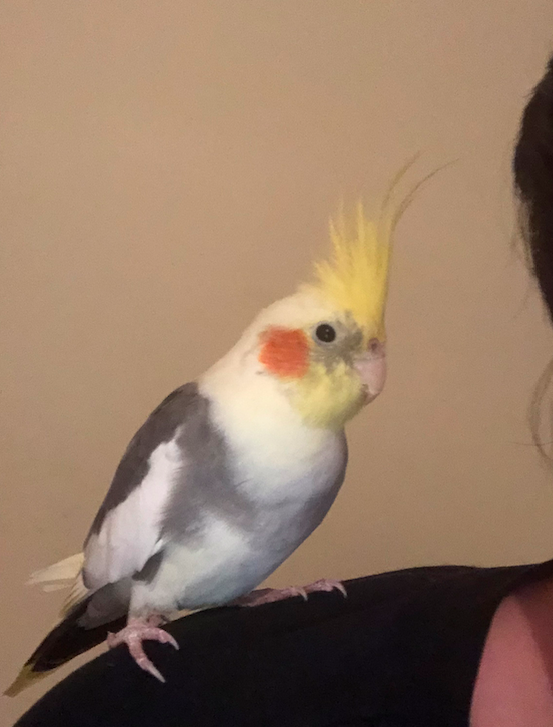 Cockatiel Care 101: The Ultimate Guide For Beginners - CaringForFeathers