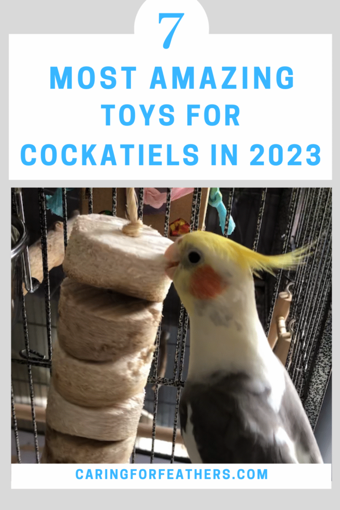 Cockatiel Care 101: The Ultimate Guide For Beginners - CaringForFeathers